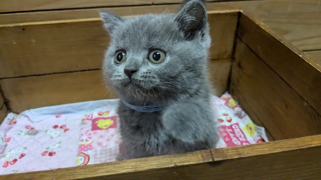 子猫情報 - CATTERY BLUEBEAN