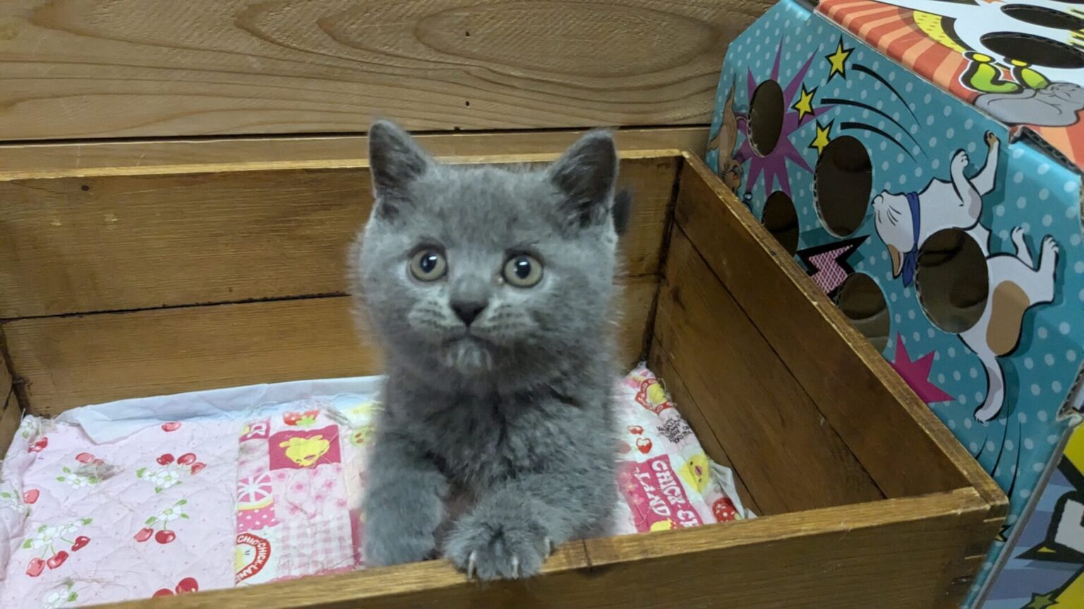 子猫情報 - CATTERY BLUEBEAN