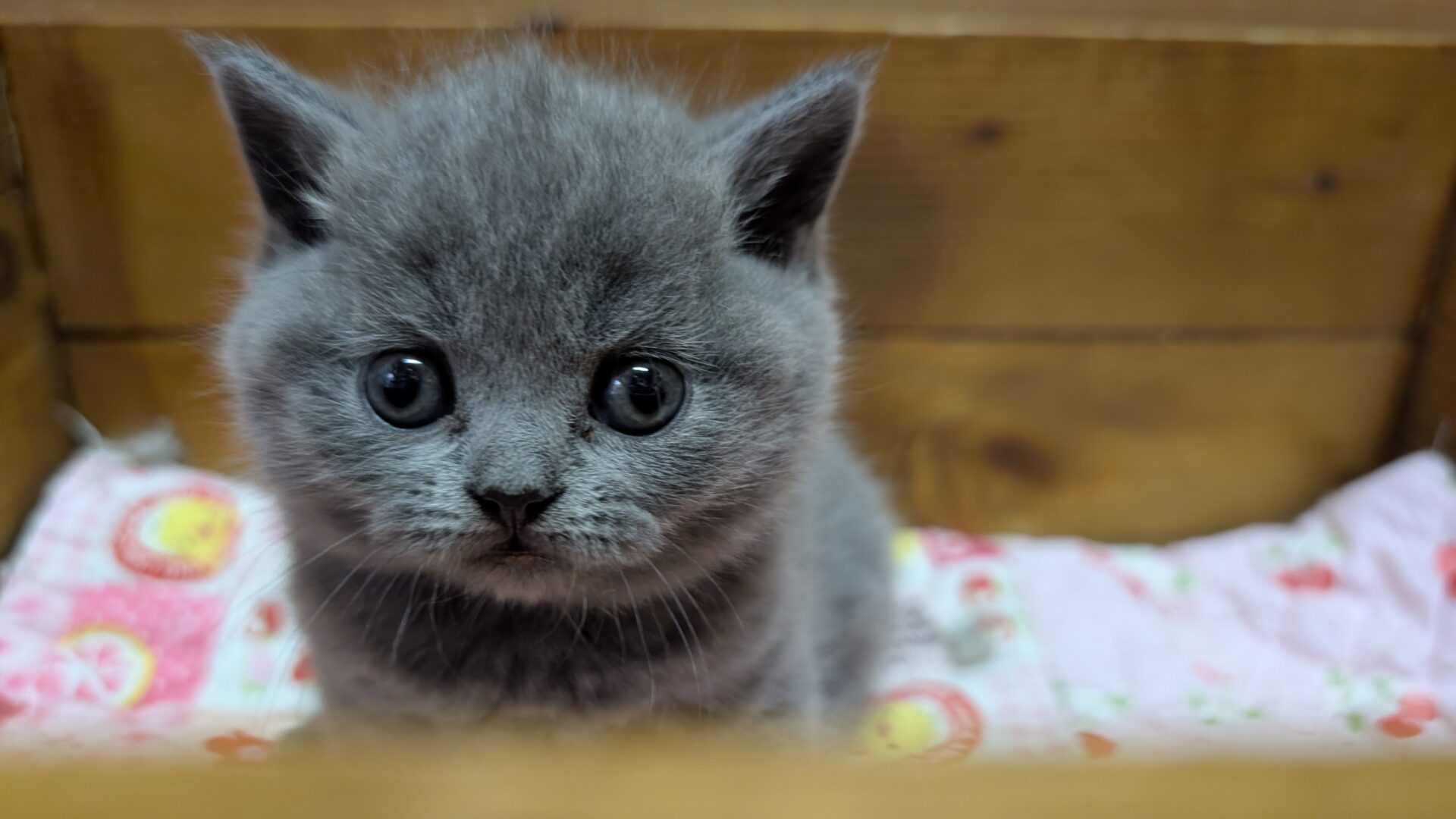 仔猫 - CATTERY BLUEBEAN