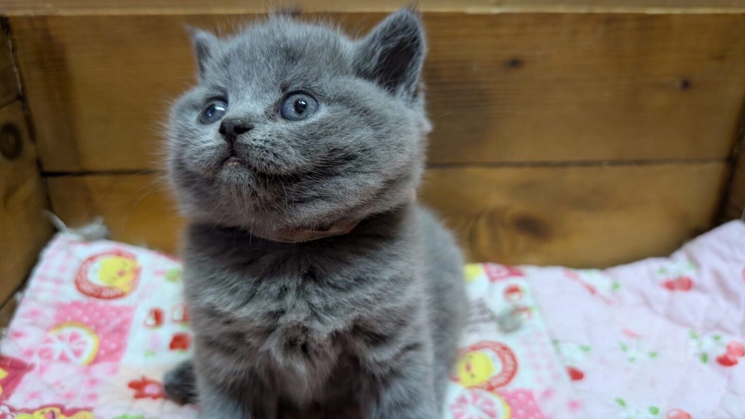 仔猫 - CATTERY BLUEBEAN