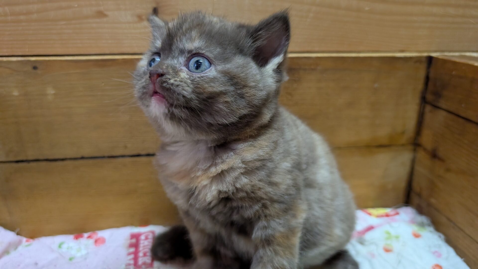 仔猫 - CATTERY BLUEBEAN