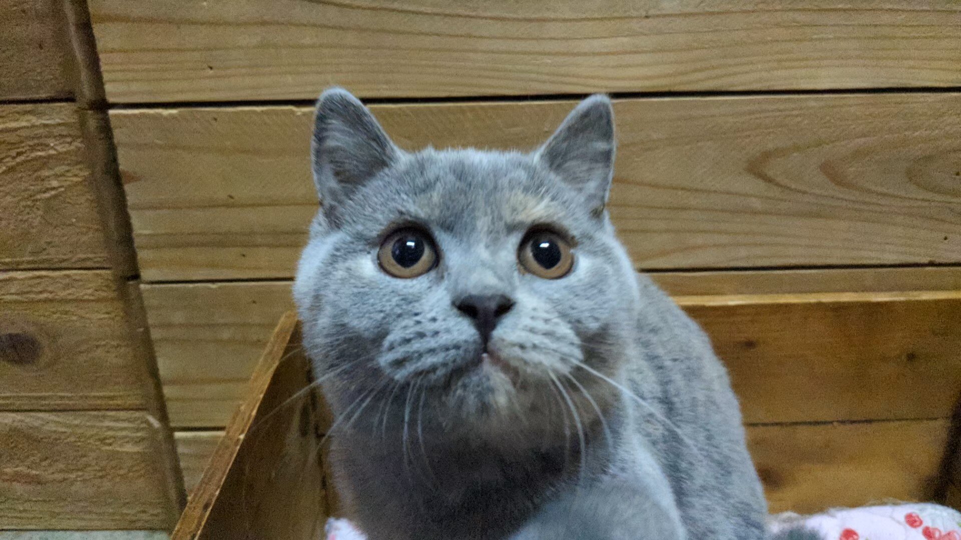 仔猫 - CATTERY BLUEBEAN