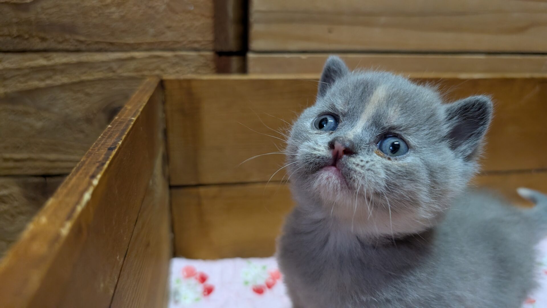 仔猫 - CATTERY BLUEBEAN