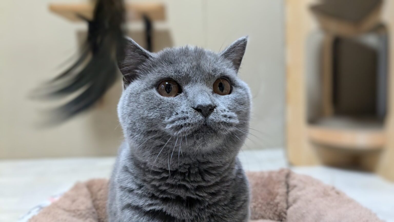 子猫情報 - CATTERY BLUEBEAN