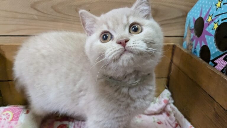 子猫情報 - CATTERY BLUEBEAN