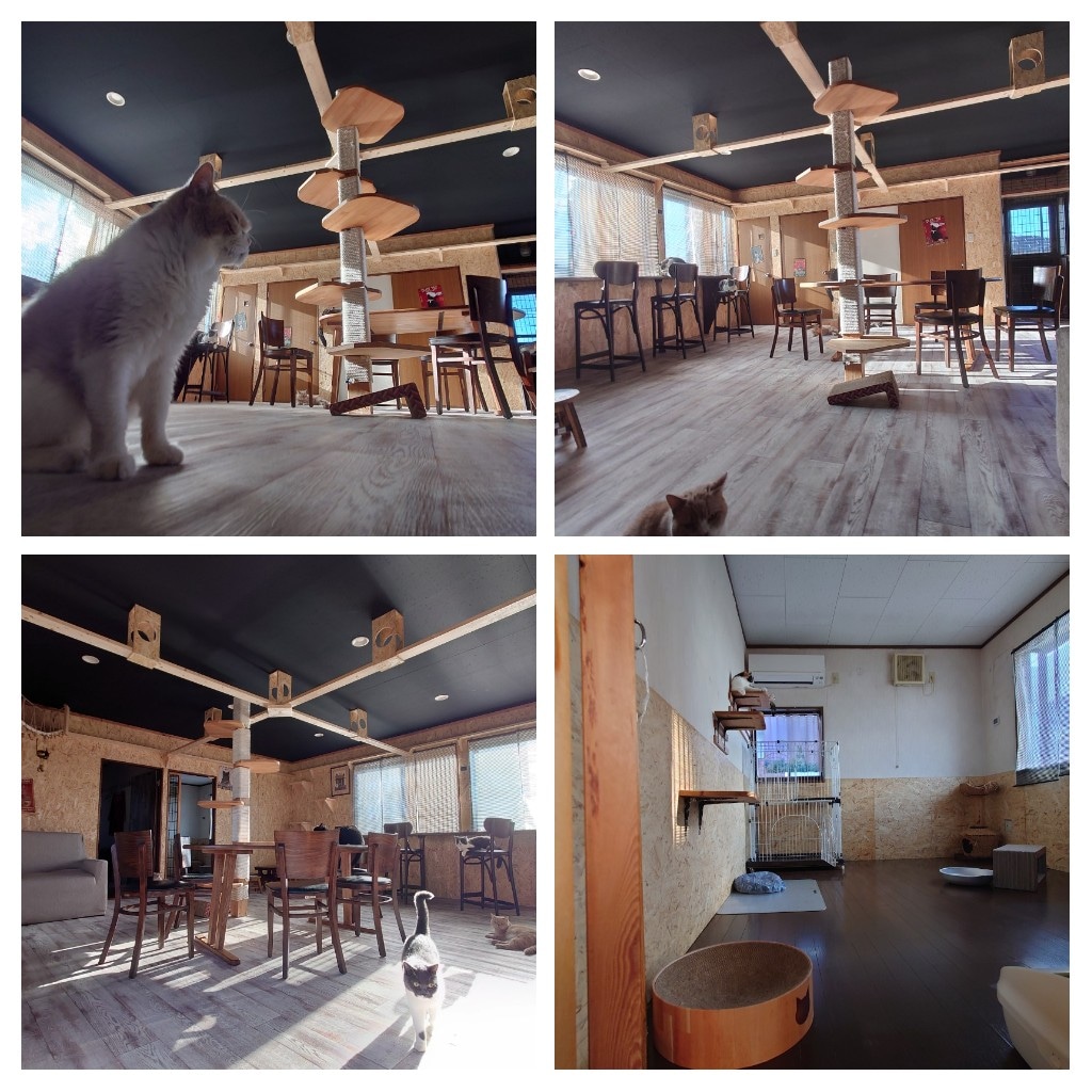 BLUEBEAN cafe - CATTERY BLUEBEAN