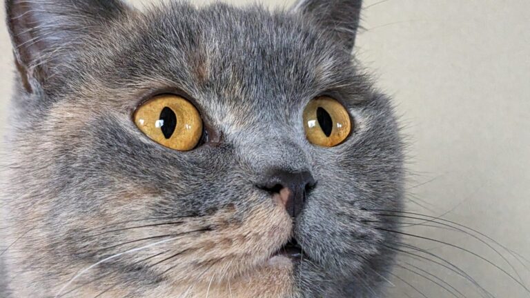 CATTERY BLUEBEAN - 神奈川県にあるブリティッシュショートヘア専門の猫カフェ