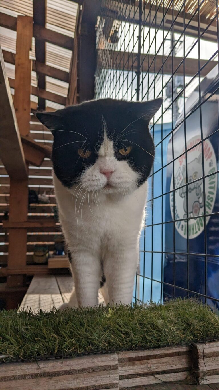 CATTERY BLUEBEAN - 神奈川県にあるブリティッシュショートヘア専門の猫カフェ