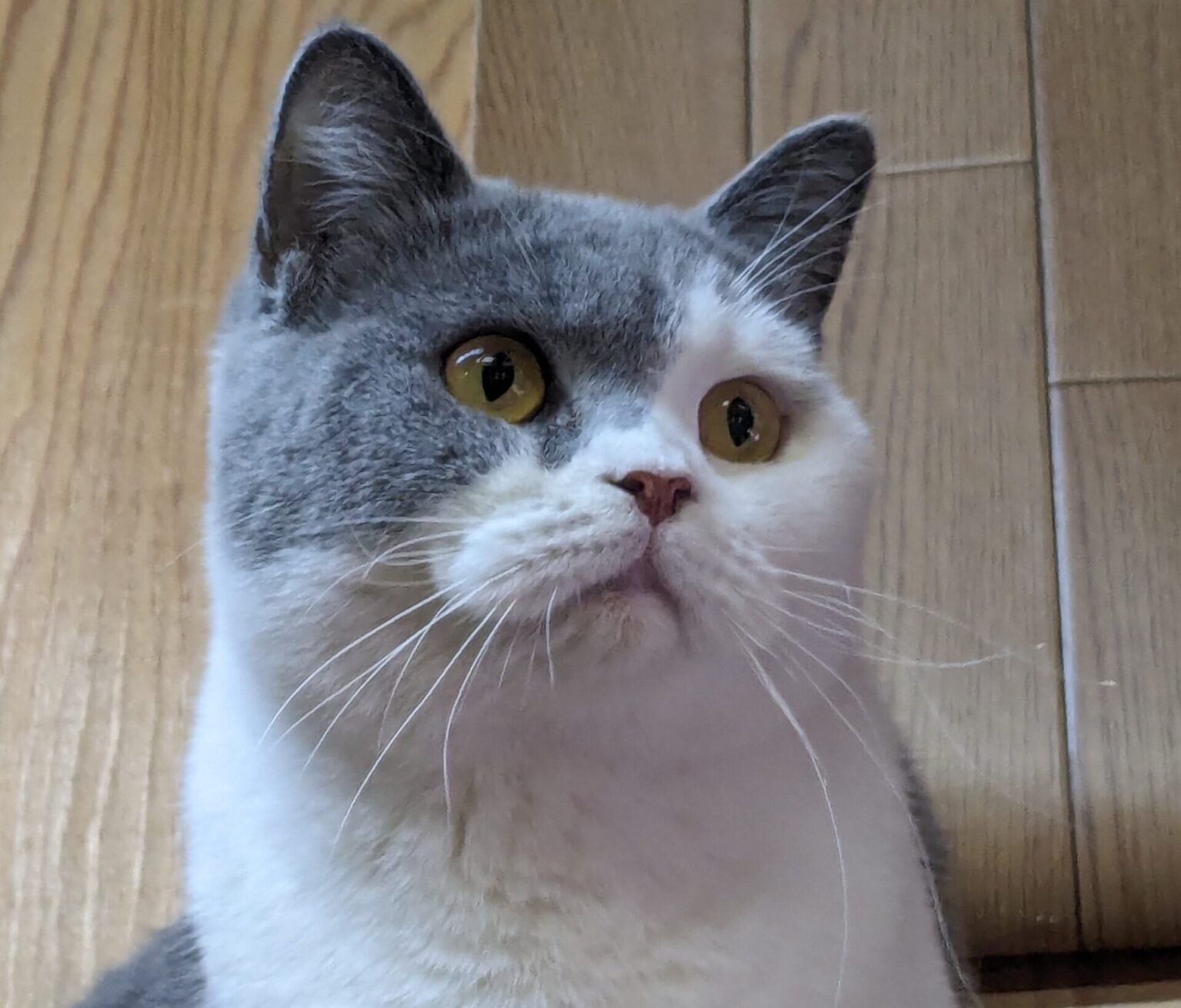 CATTERY BLUEBEAN - 神奈川県にあるブリティッシュショートヘア専門の猫カフェ