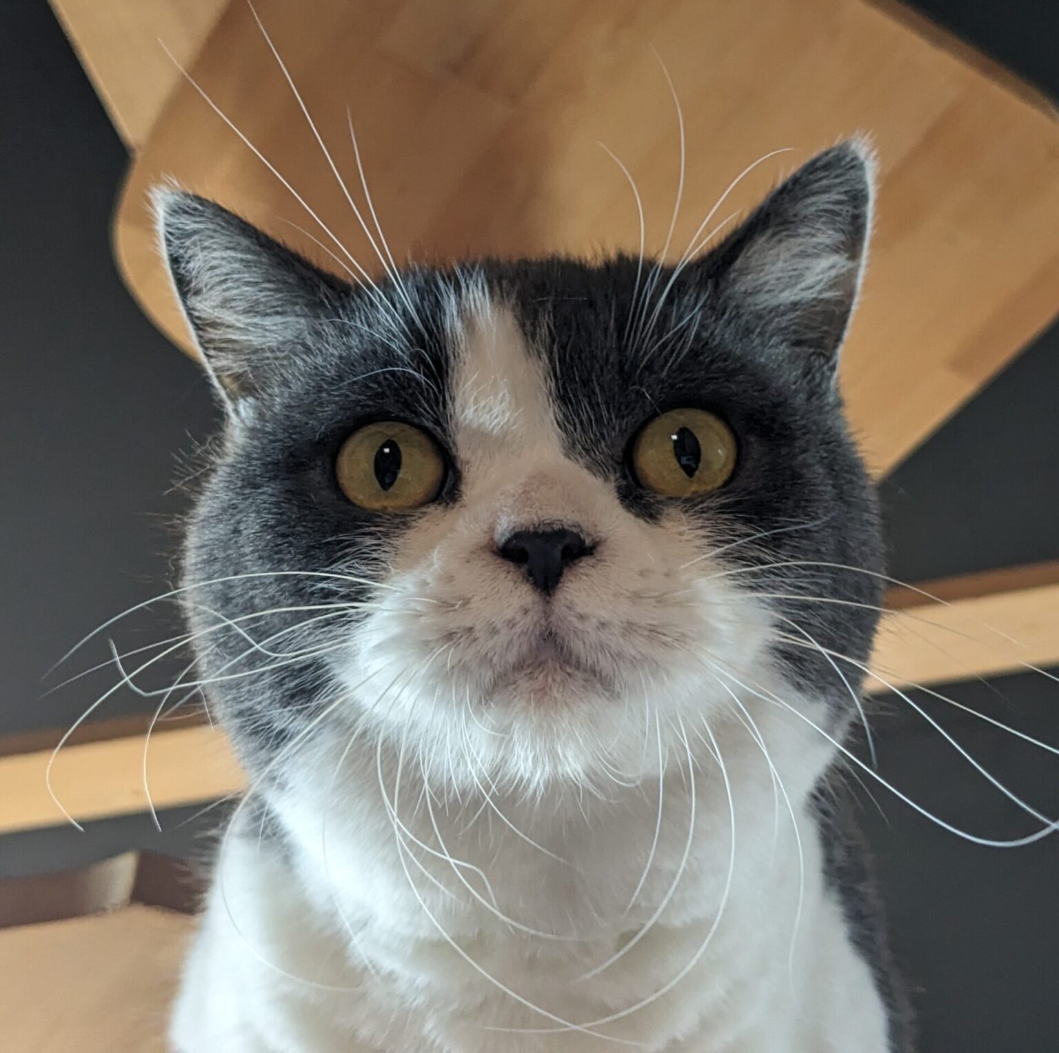 CATTERY BLUEBEAN - 神奈川県にあるブリティッシュショートヘア専門の猫カフェ