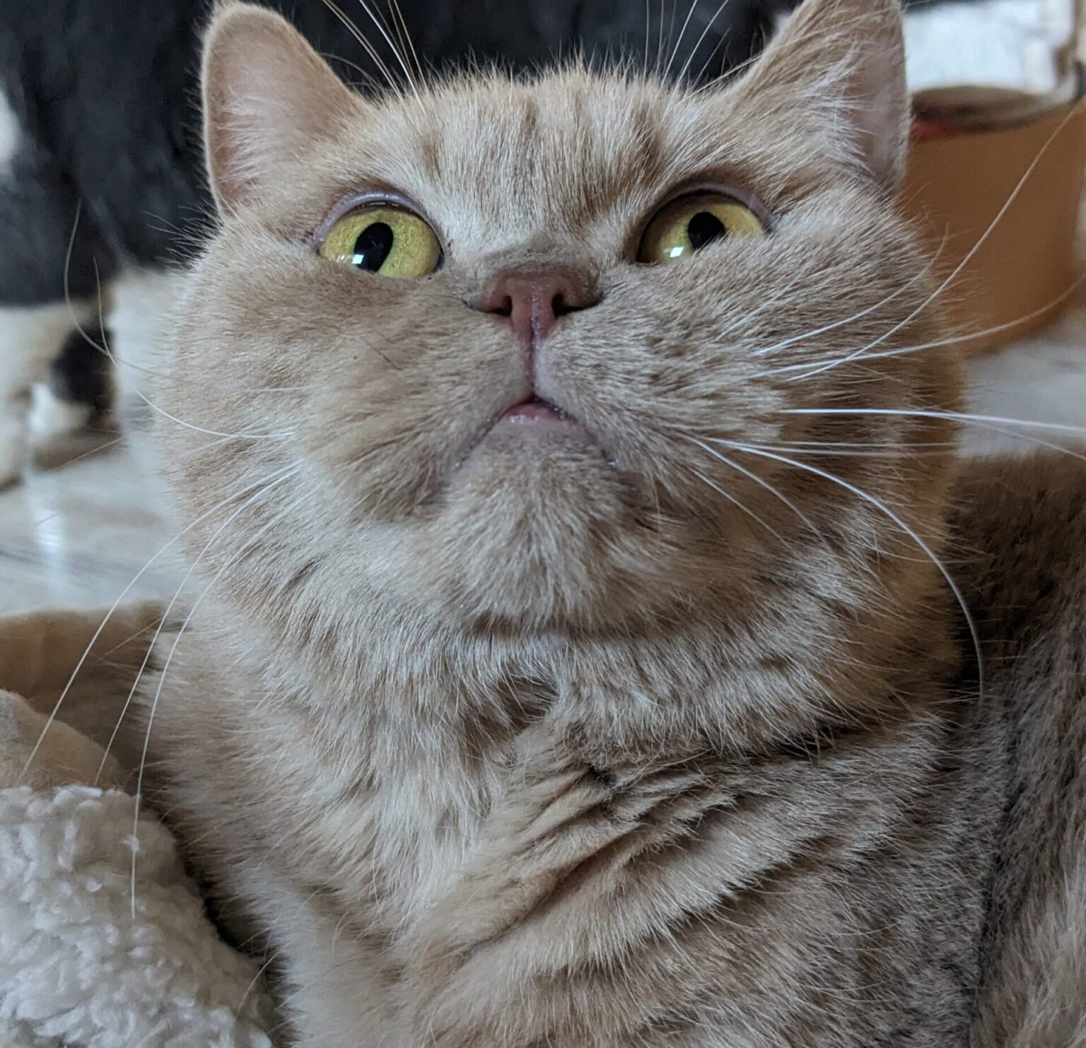 CATTERY BLUEBEAN - 神奈川県にあるブリティッシュショートヘア専門の猫カフェ