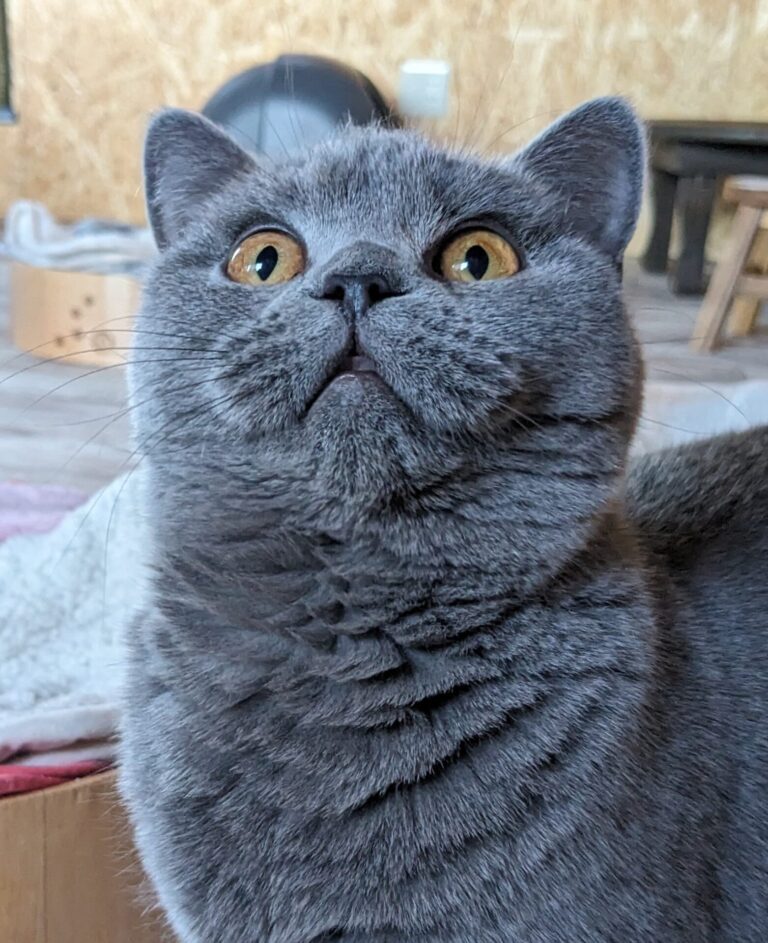 CATTERY BLUEBEAN - 神奈川県にあるブリティッシュショートヘア専門の猫カフェ