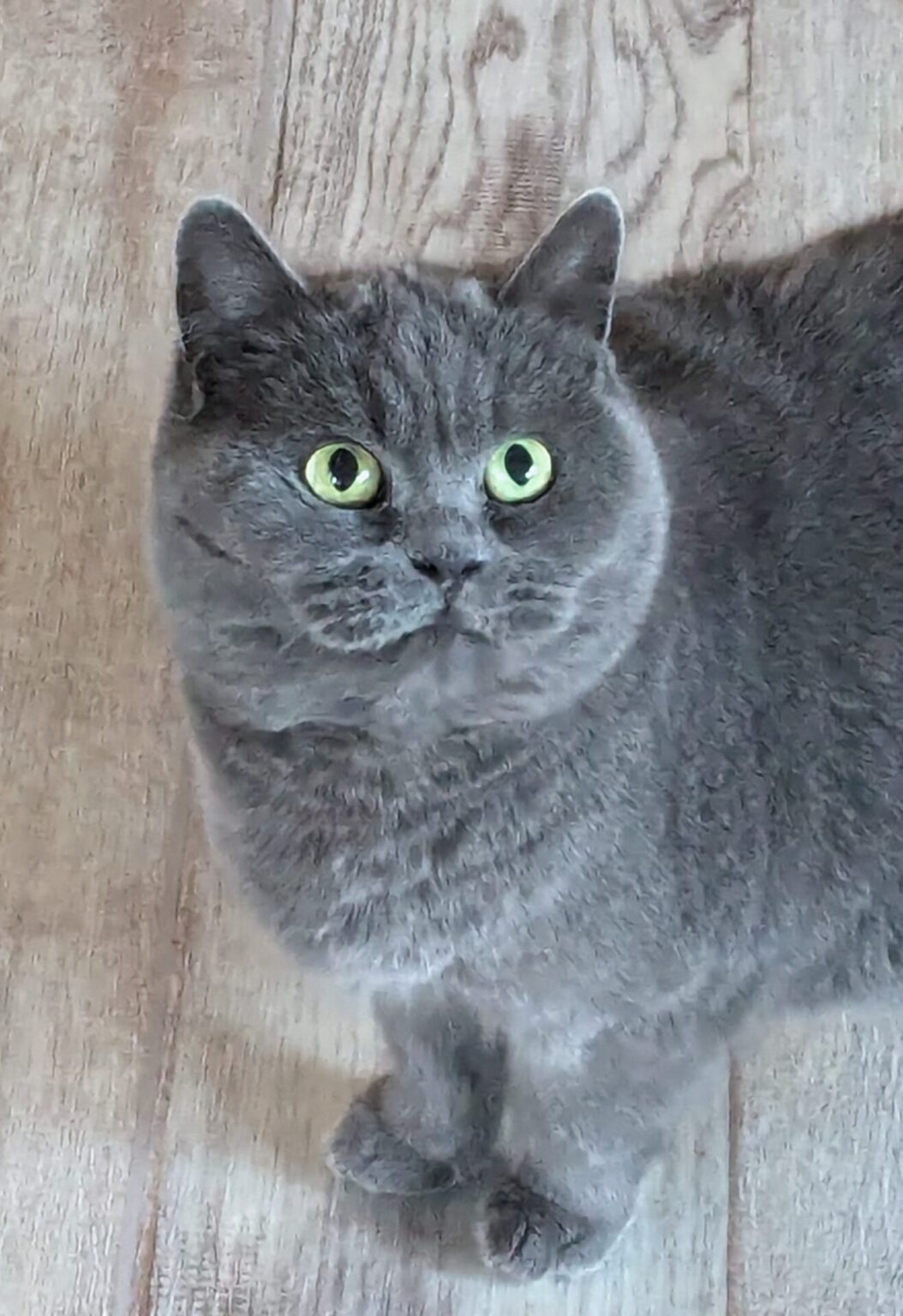 CATTERY BLUEBEAN - 神奈川県にあるブリティッシュショートヘア専門の猫カフェ