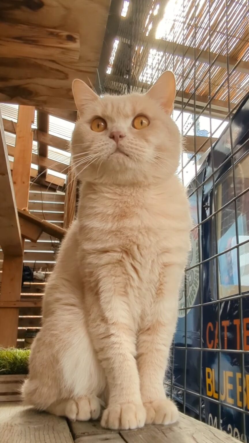 CATTERY BLUEBEAN - 神奈川県にあるブリティッシュショートヘア専門の猫カフェ