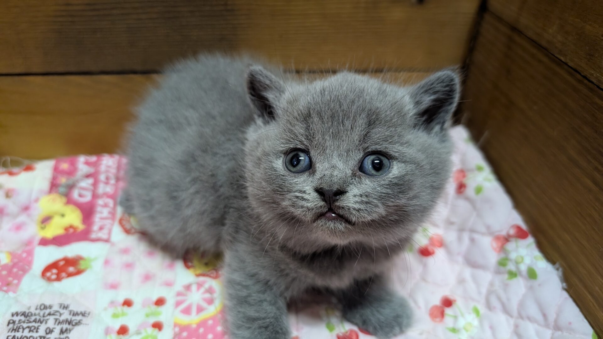 仔猫 - CATTERY BLUEBEAN