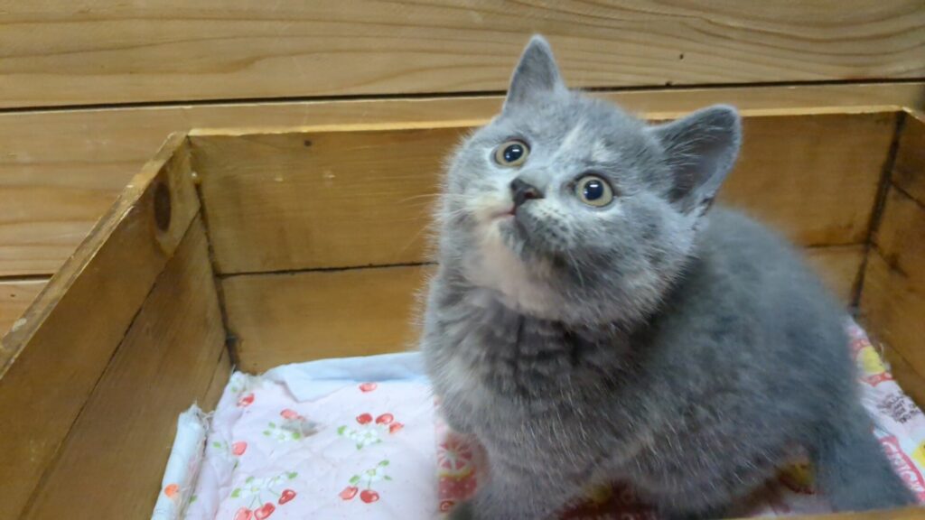 子猫情報 - CATTERY BLUEBEAN