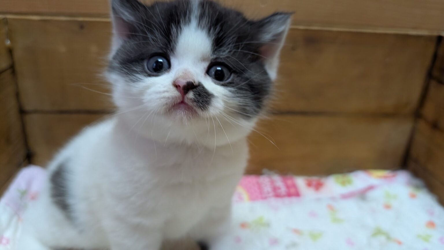 仔猫 - CATTERY BLUEBEAN