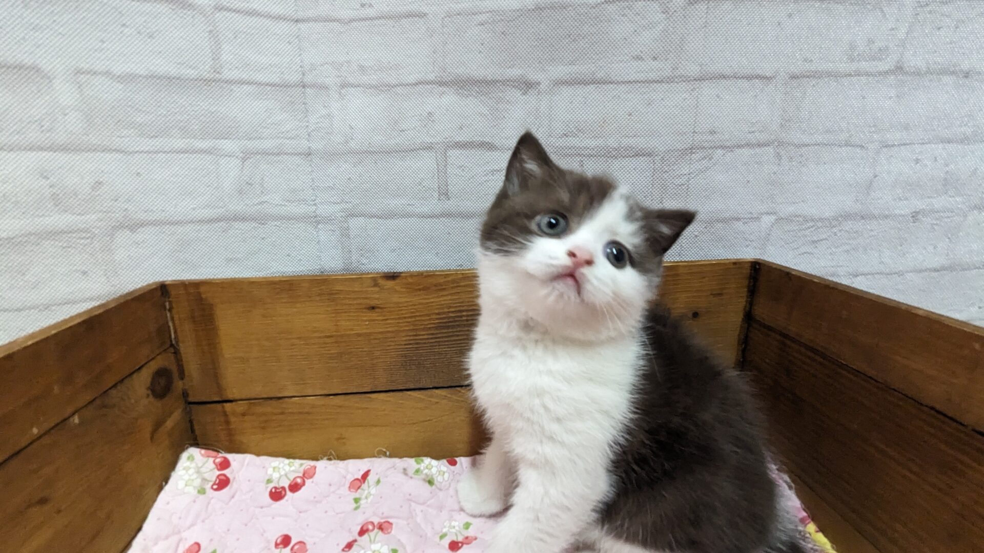 子猫情報 - CATTERY BLUEBEAN