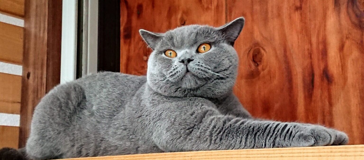 CATTERY BLUEBEAN - 神奈川県にあるブリティッシュショートヘア専門の猫カフェ